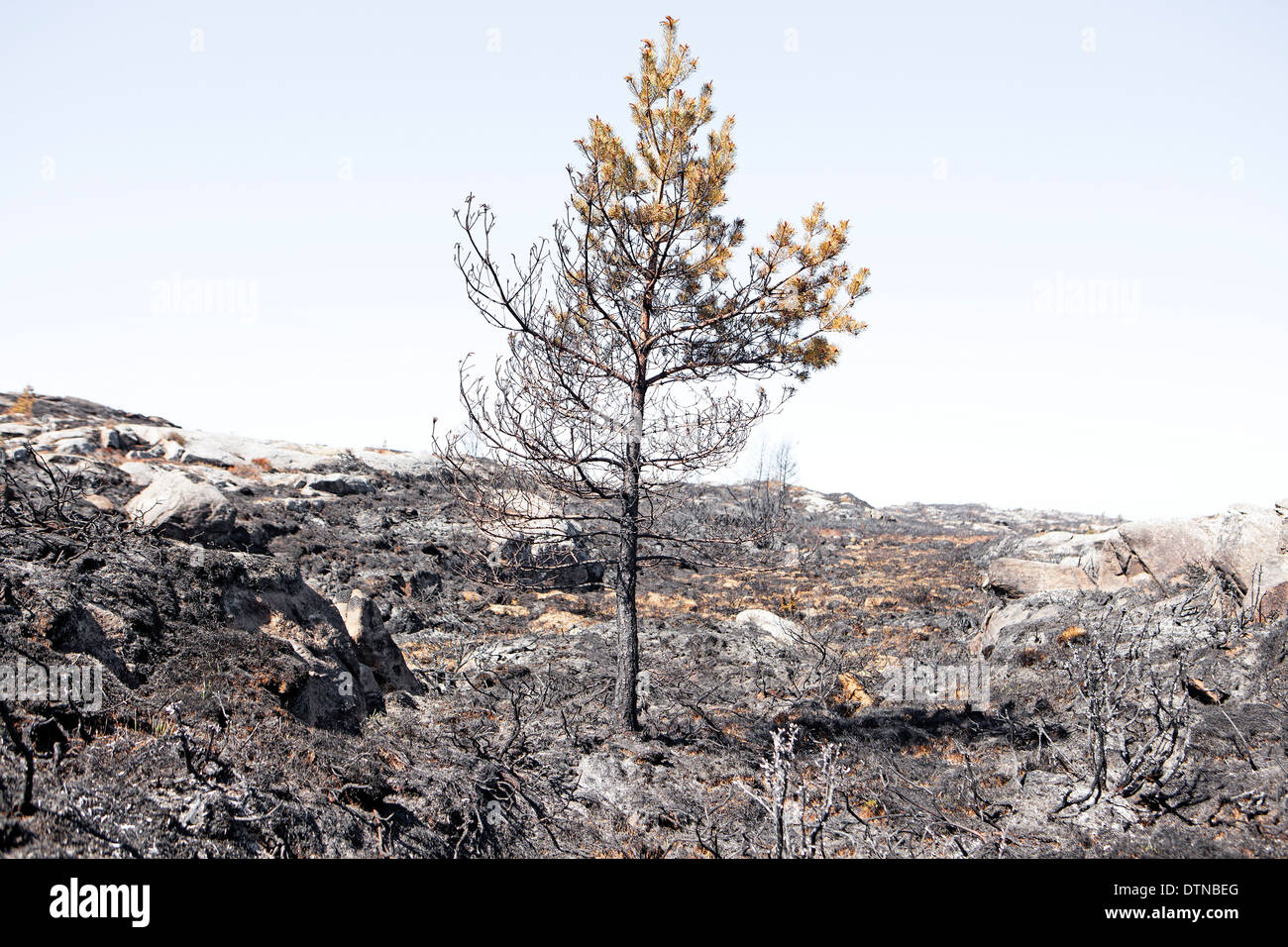 Burnt trees in minimalist landscape hi-res stock photography and images ...