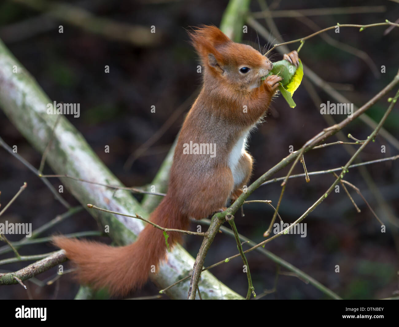 Red squirrel is eating an leaf hi-res stock photography and images - Alamy