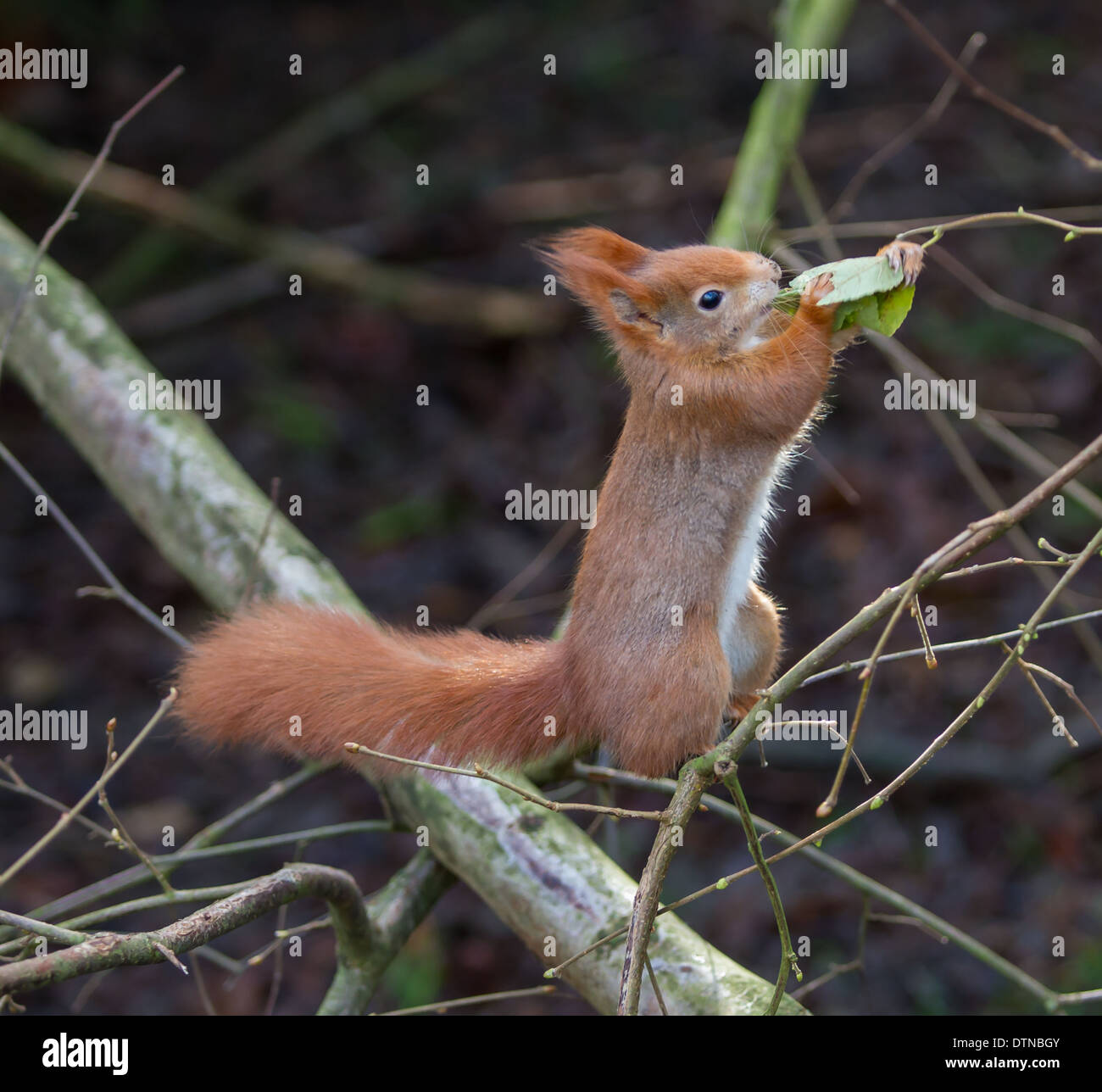 Red squirrel is eating an leaf hi-res stock photography and images - Alamy