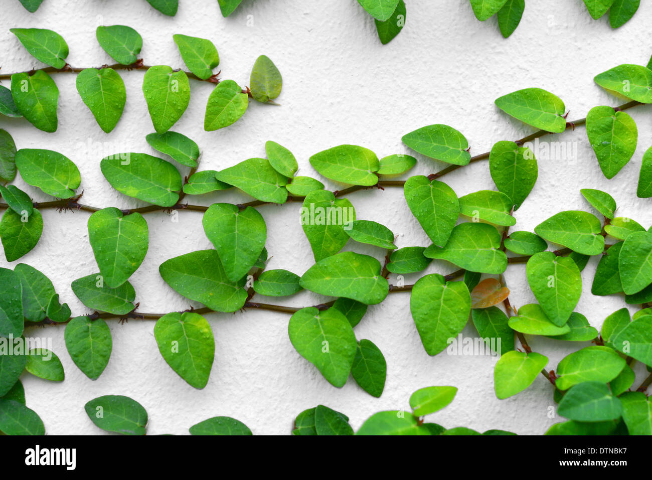 Ivy background hi-res stock photography and images - Alamy