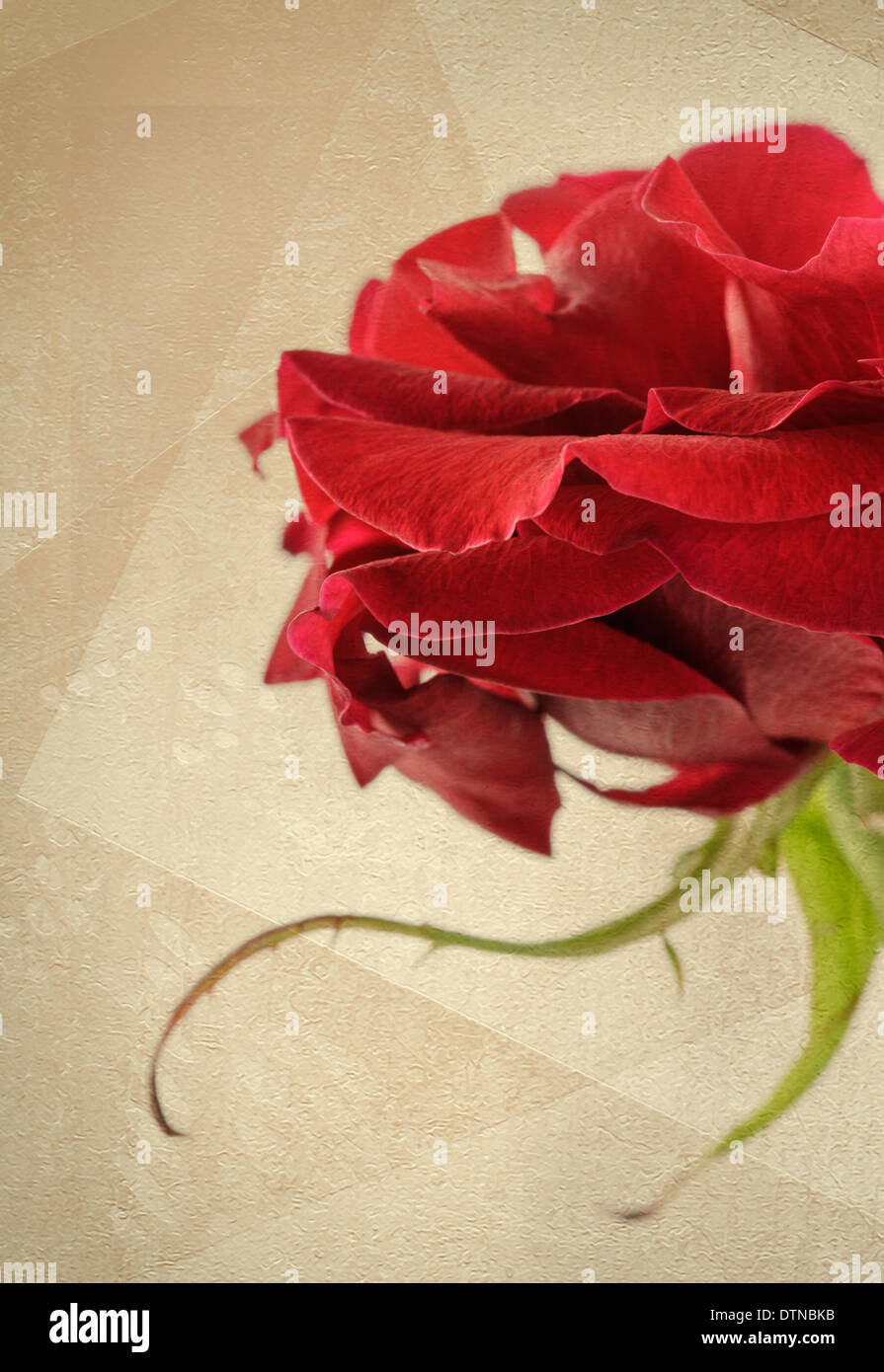 Red rose on textured paper background Stock Photo - Alamy
