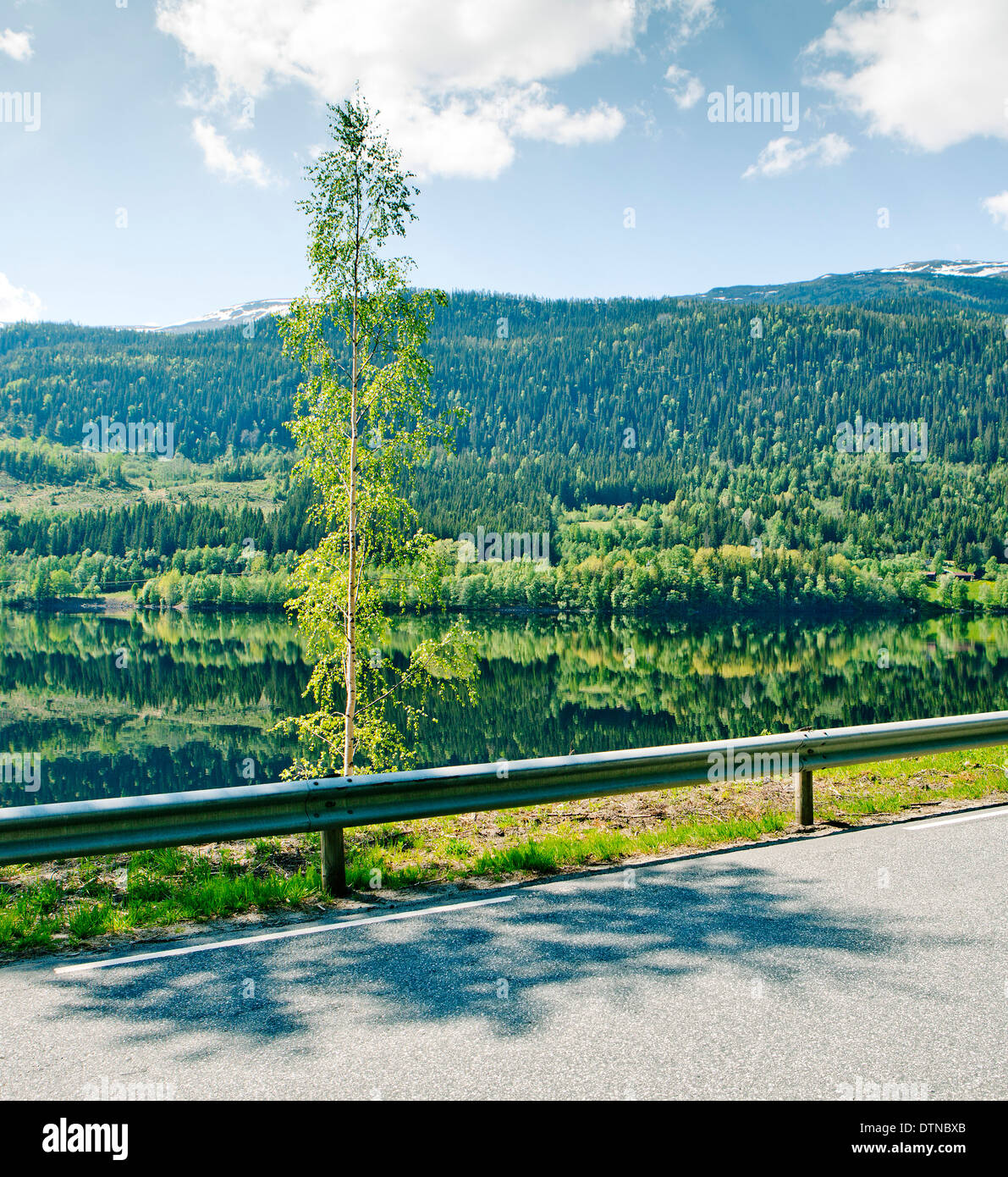 single green try by the side of road with lake and mountains in ...