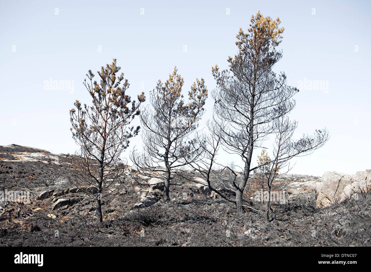 Burnt shrub hi-res stock photography and images - Alamy