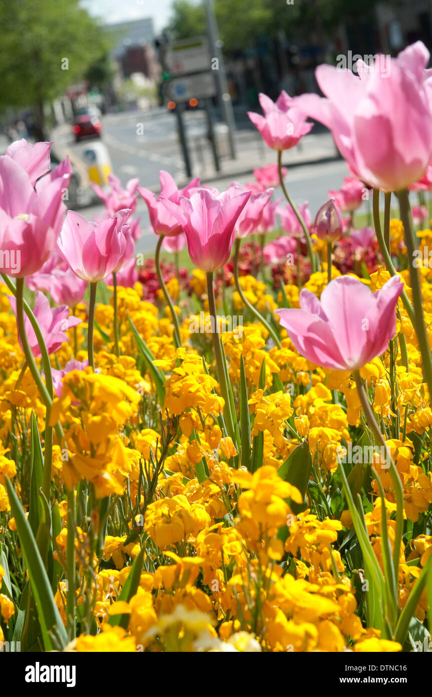 Pretty Spring flowers on a traffic island in Nottingham, England UK ...