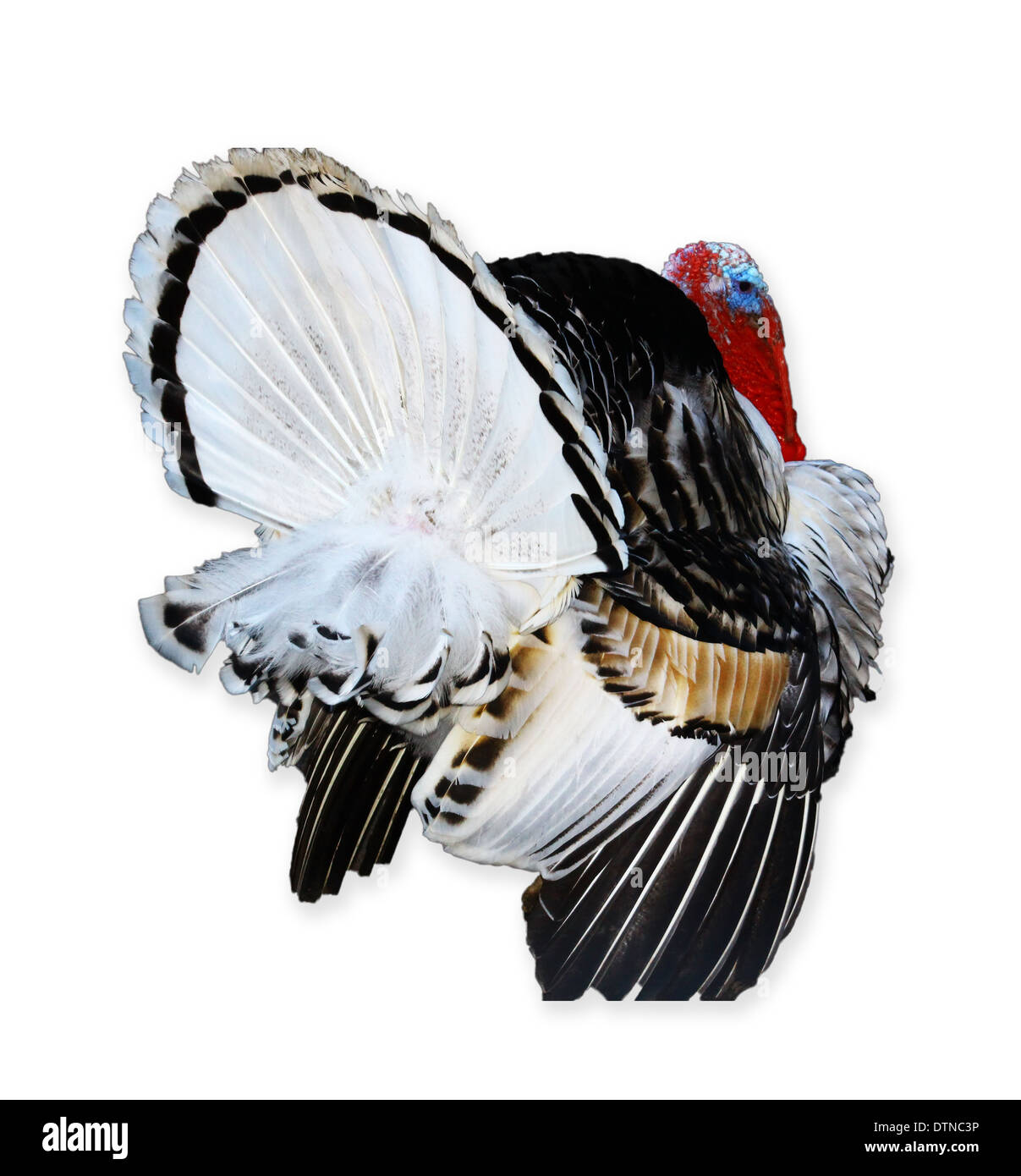 Photo of a rare breed turkey Stock Photo - Alamy