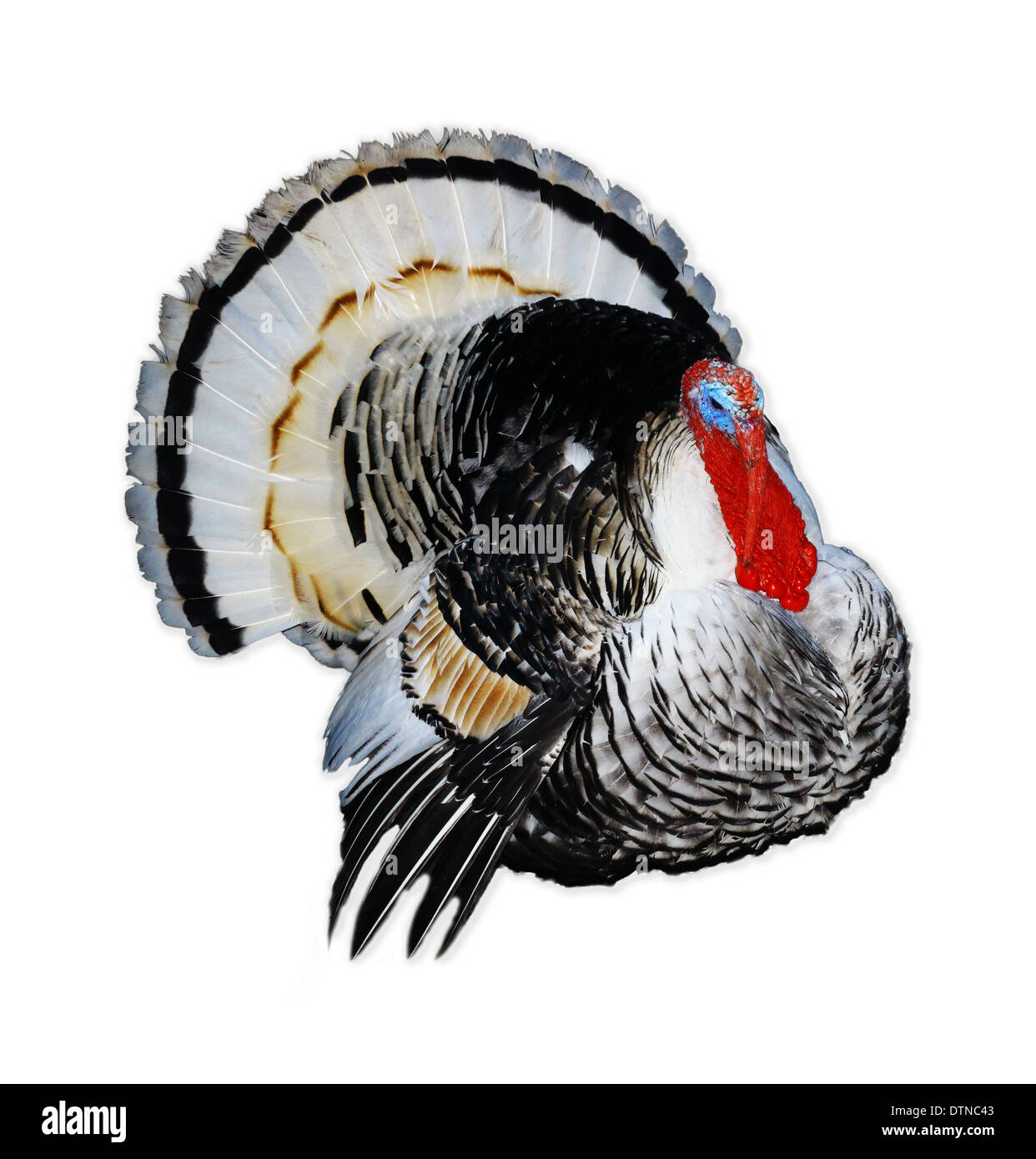 Photo of a rare breed turkey Stock Photo - Alamy