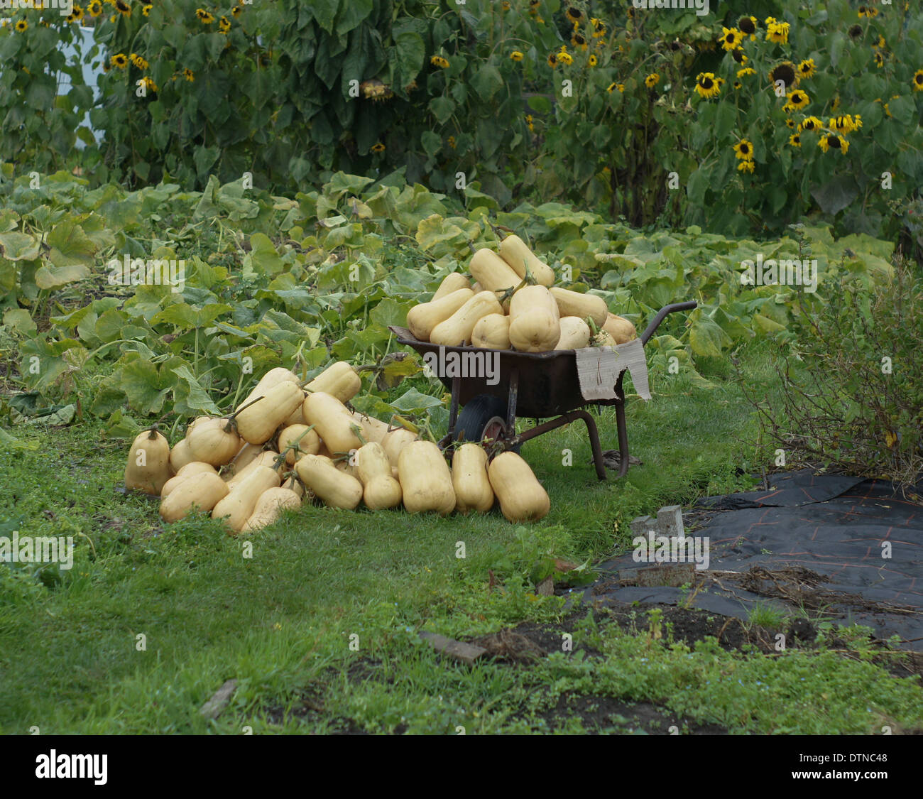 Butternut Squash Harvest on Allotment Stock Photo - Alamy