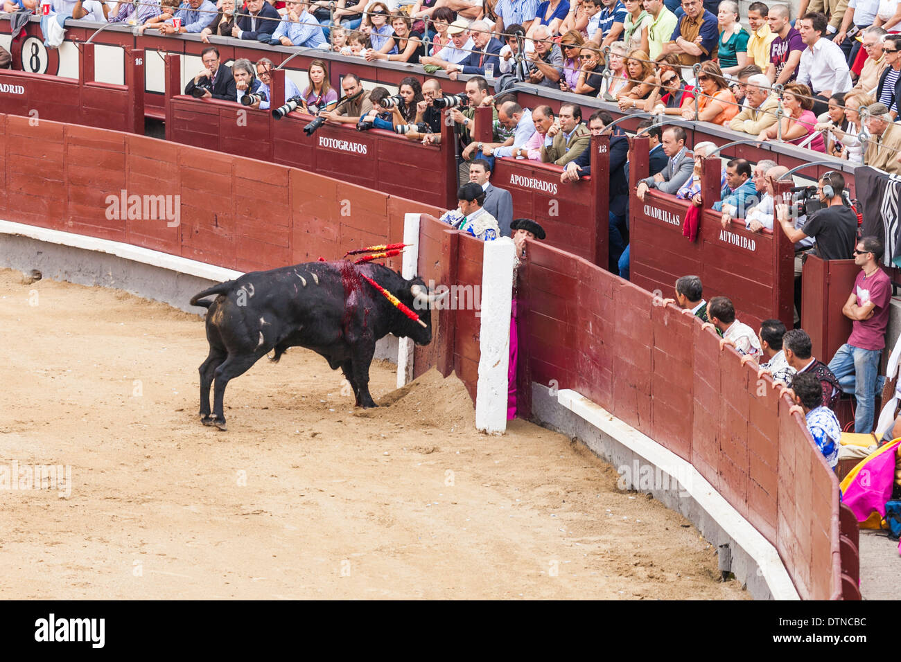 Bullfight in Madrid, Spain Stock Photo - Alamy