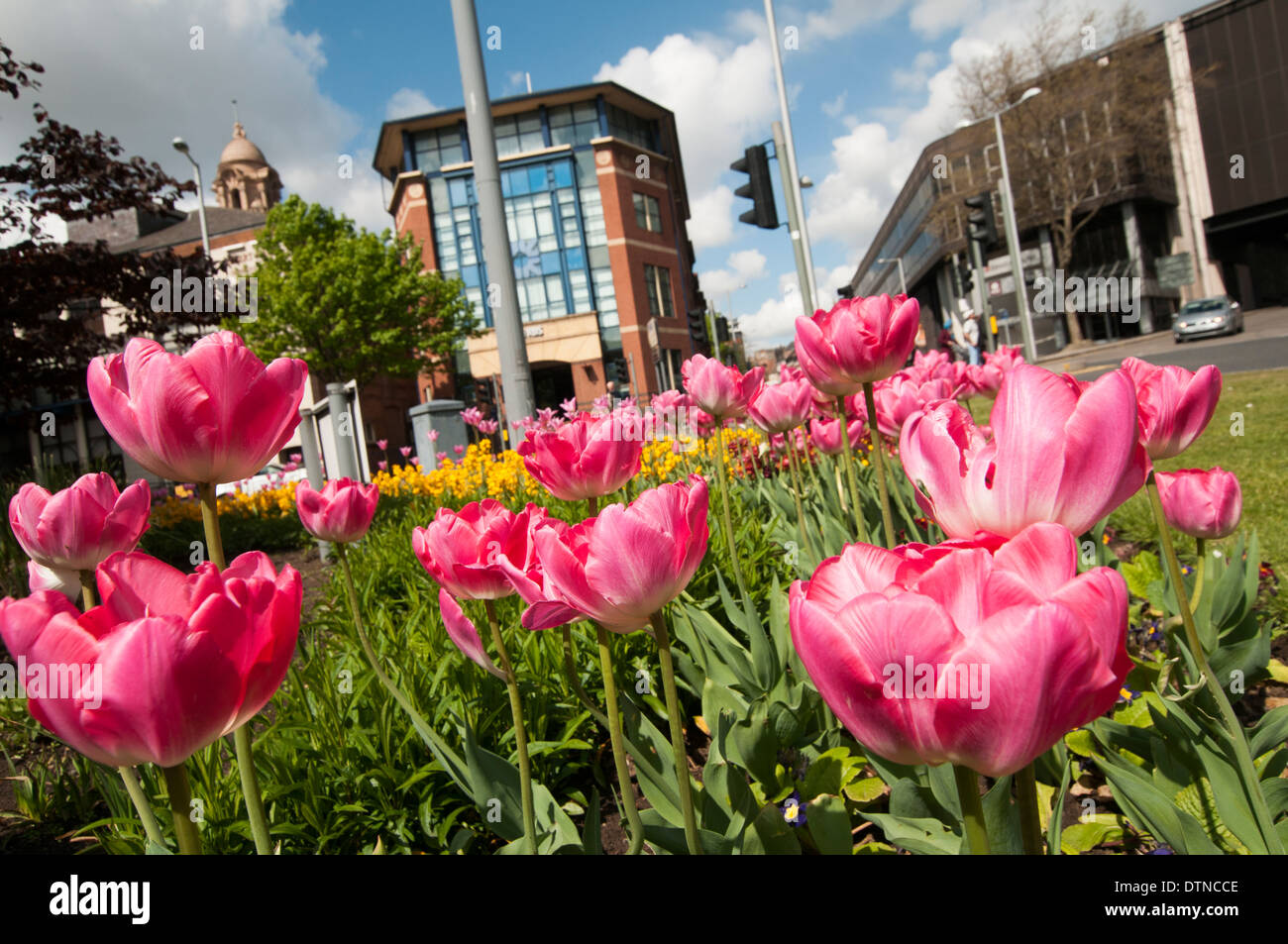 Pretty Spring flowers on a traffic island in Nottingham, England UK ...