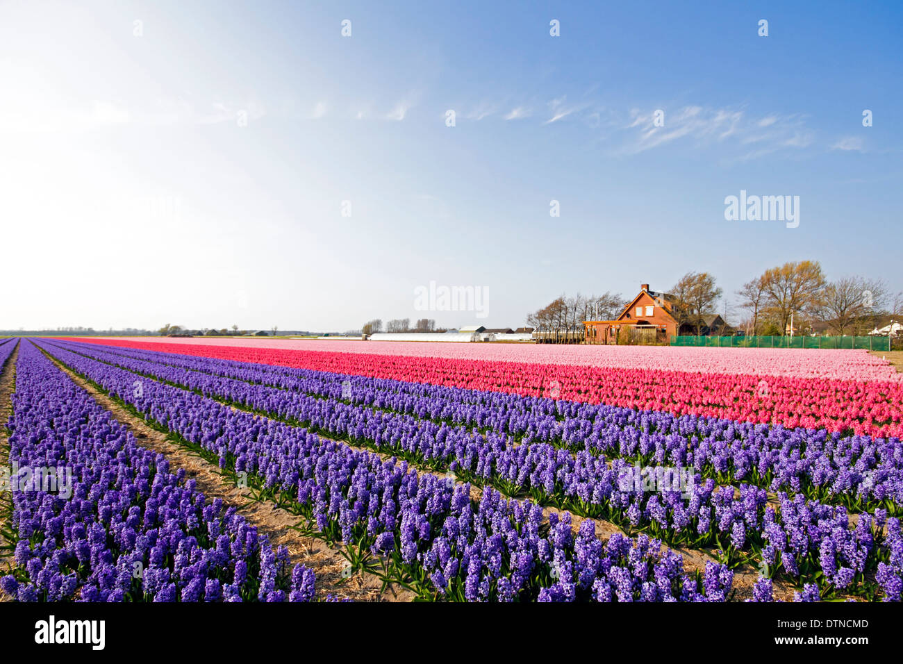 Colorful spring tulip fields in the Netherlands Stock Photo - Alamy