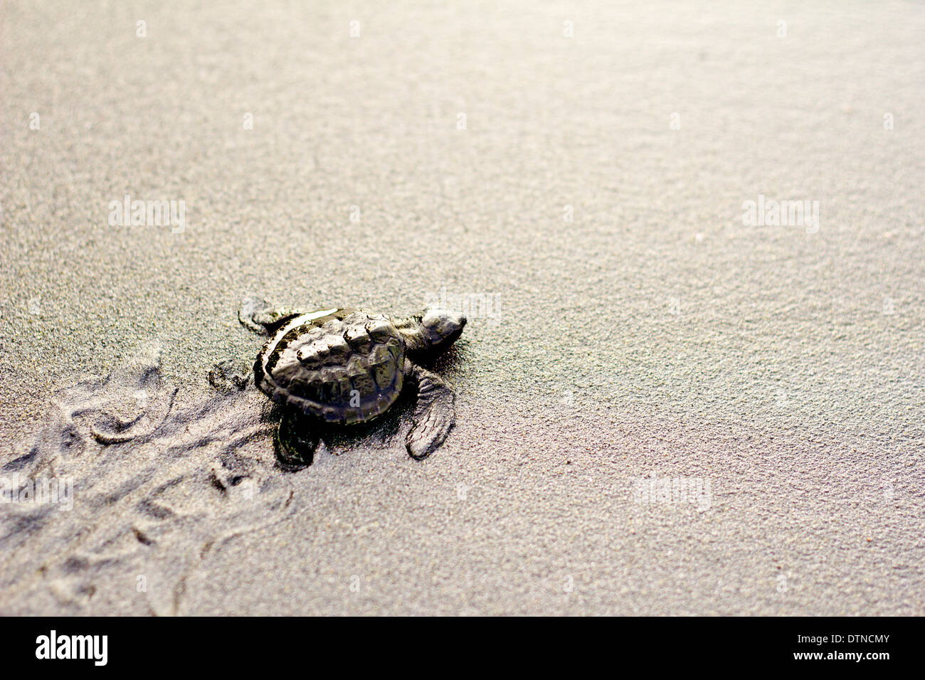 A baby olive ridley turtle crawls to the shore after hatching in a ...