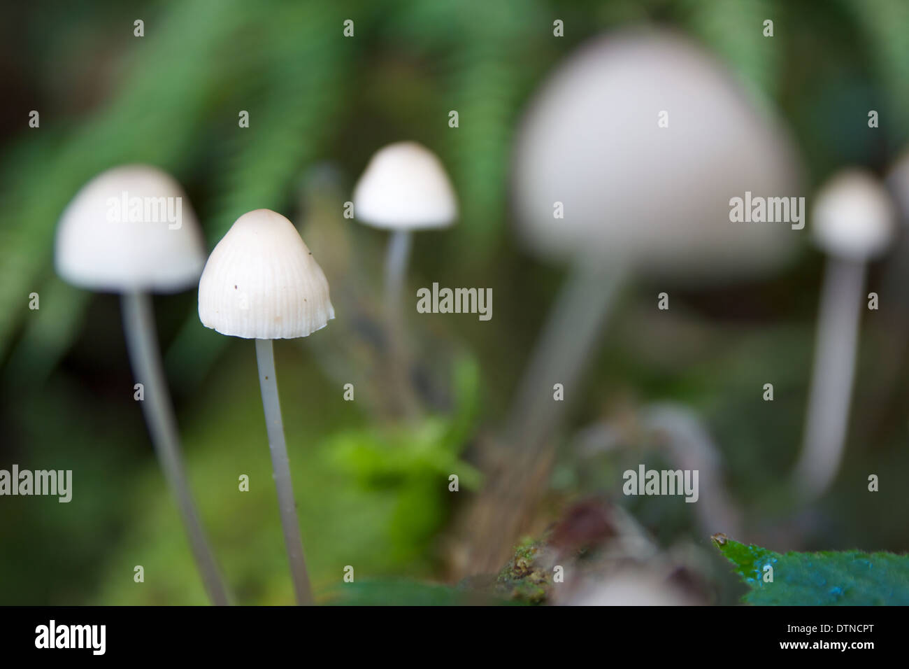 Wild white fungi hi-res stock photography and images - Alamy