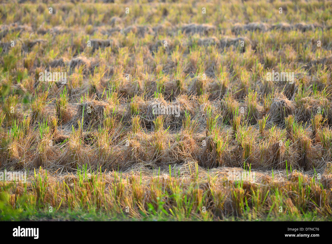 Straw agriculture hi-res stock photography and images - Alamy