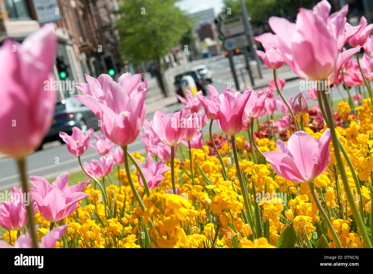 Pretty Spring flowers on a traffic island in Nottingham City, England ...