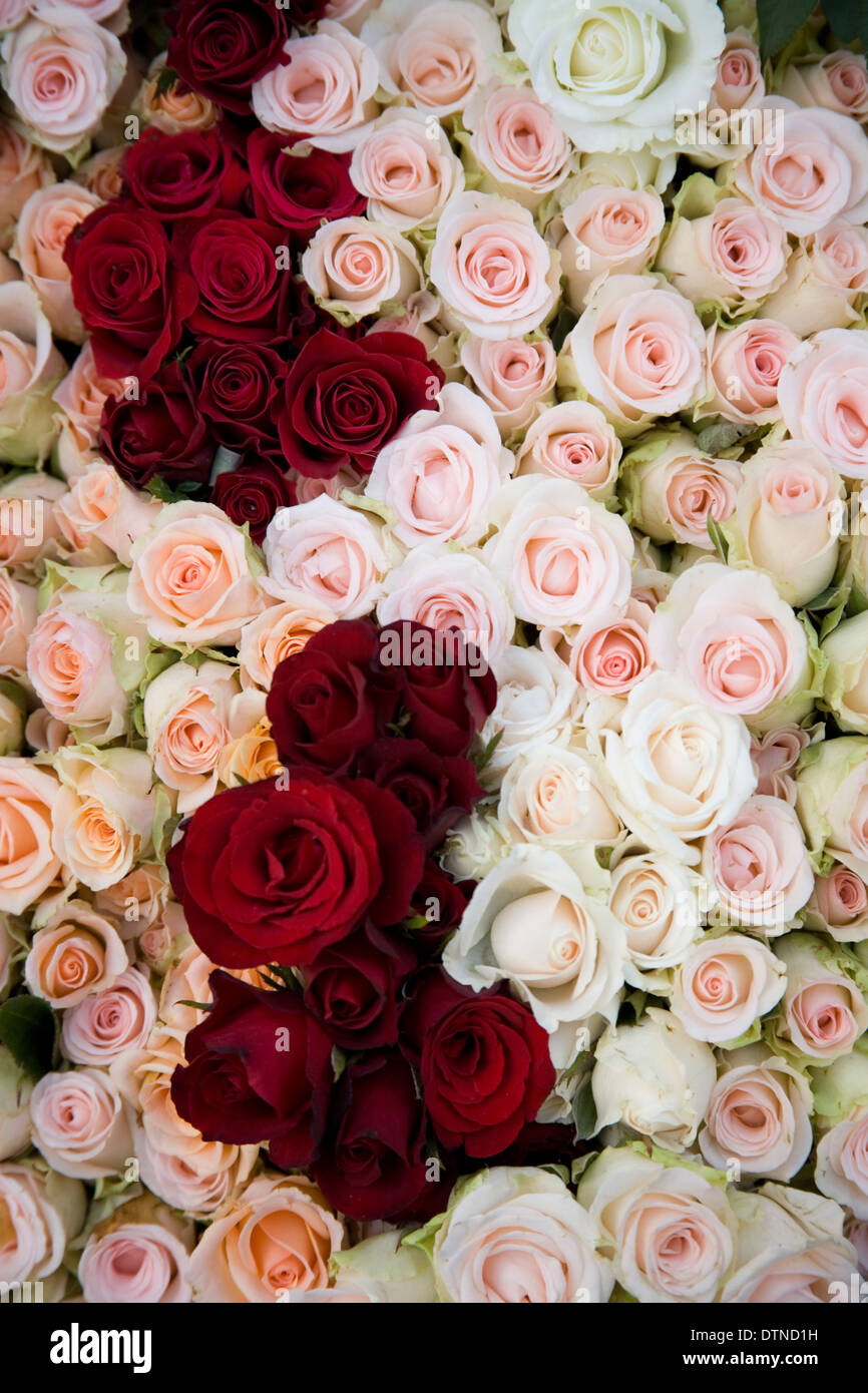Bunches of pink roses hi-res stock photography and images - Alamy