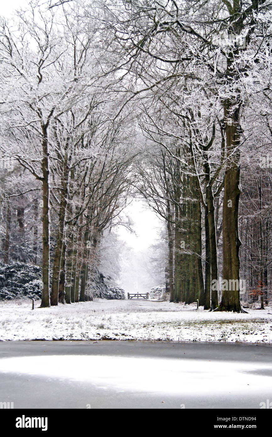 Forest in winter in the Netherlands Stock Photo - Alamy