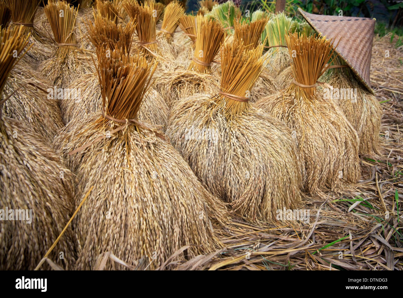 Straw hat in rice paddy hi-res stock photography and images - Alamy