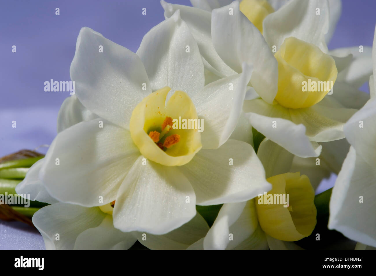 Narcissi spring hi-res stock photography and images - Alamy