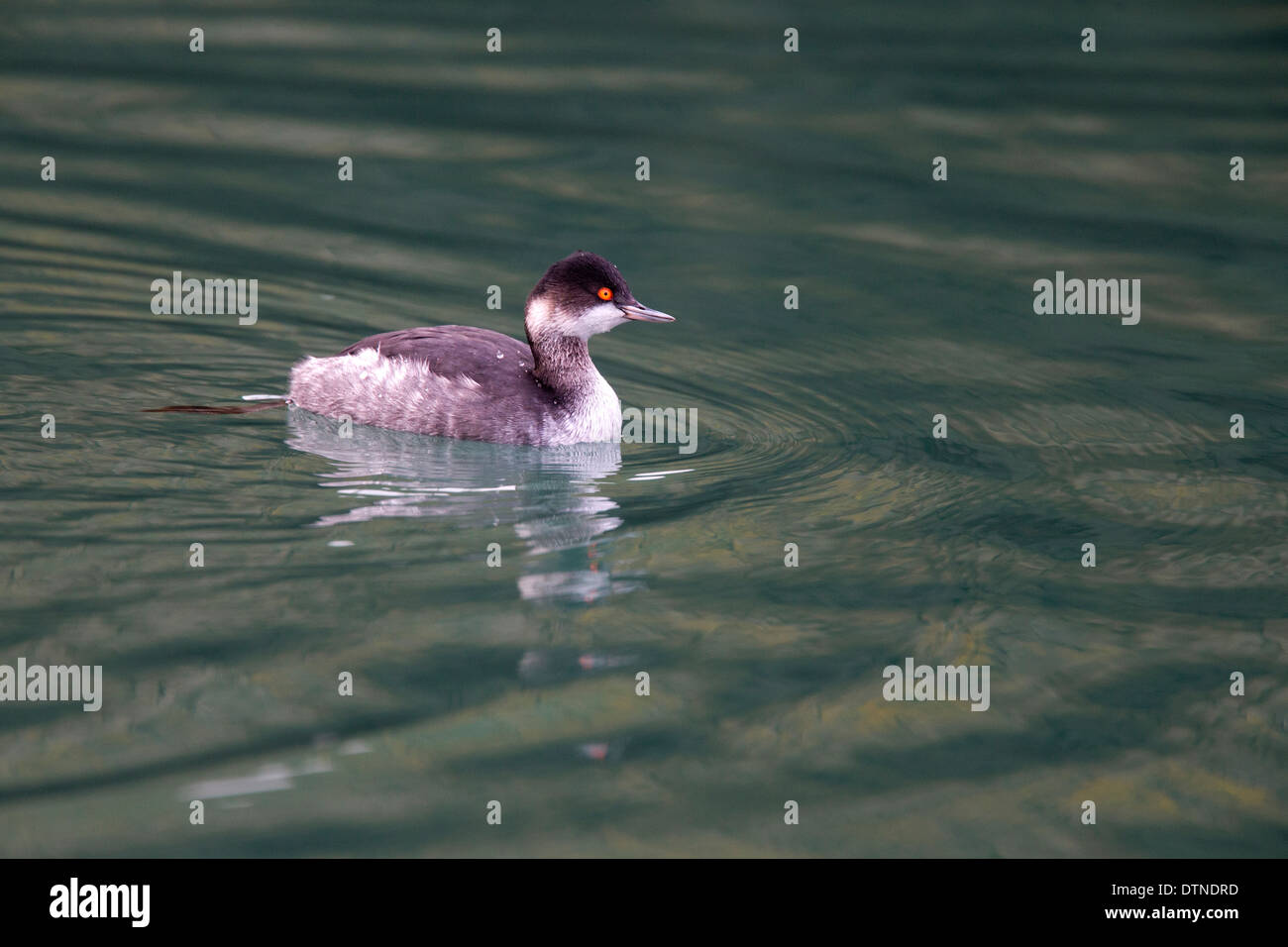 Black-necked Grebe (Podiceps nigricollis) in winter plumage, Newlyn ...