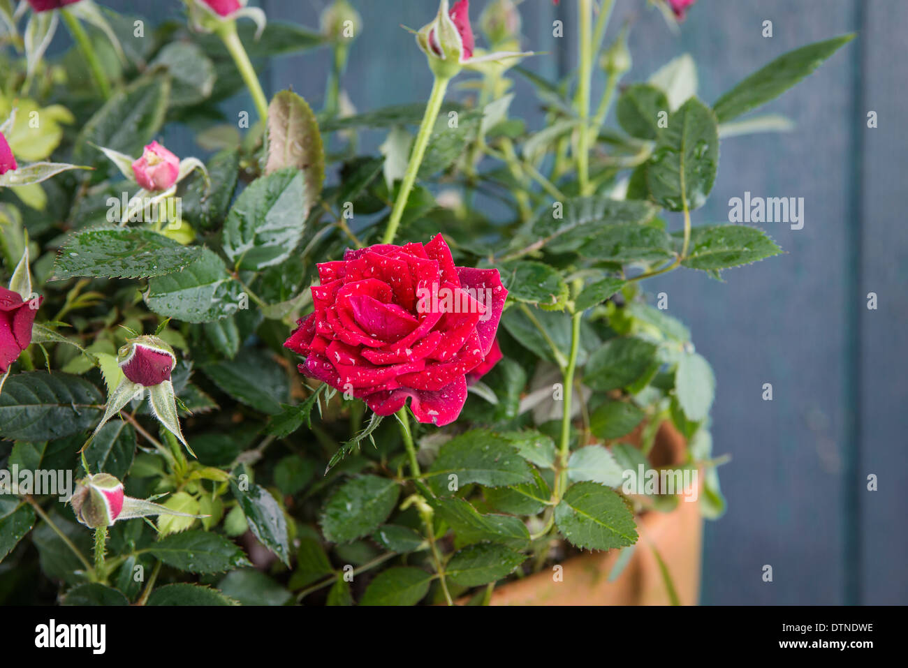 Miniature Red Roses High Resolution Stock Photography and Images - Alamy
