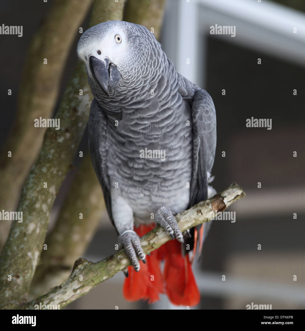 PARROT AFRICAN CONGO GREY Stock Photo - Alamy