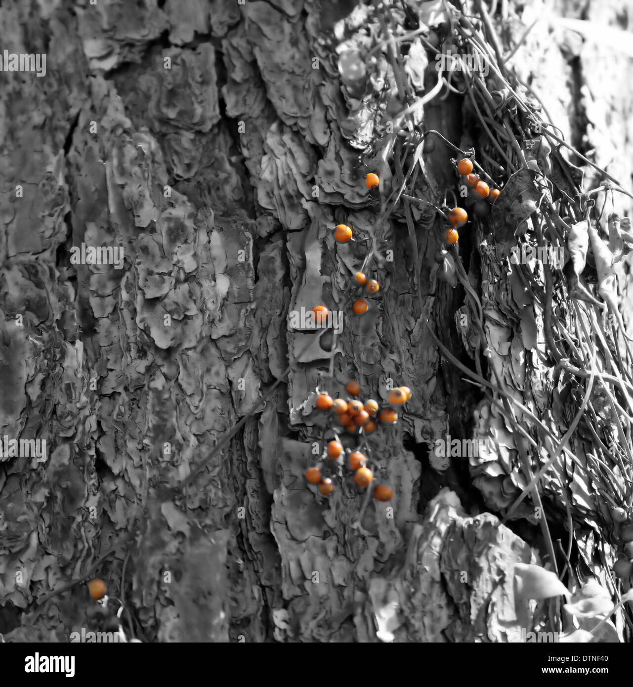 TREE TRUNK WITH ORANGE SEEDS Stock Photo - Alamy