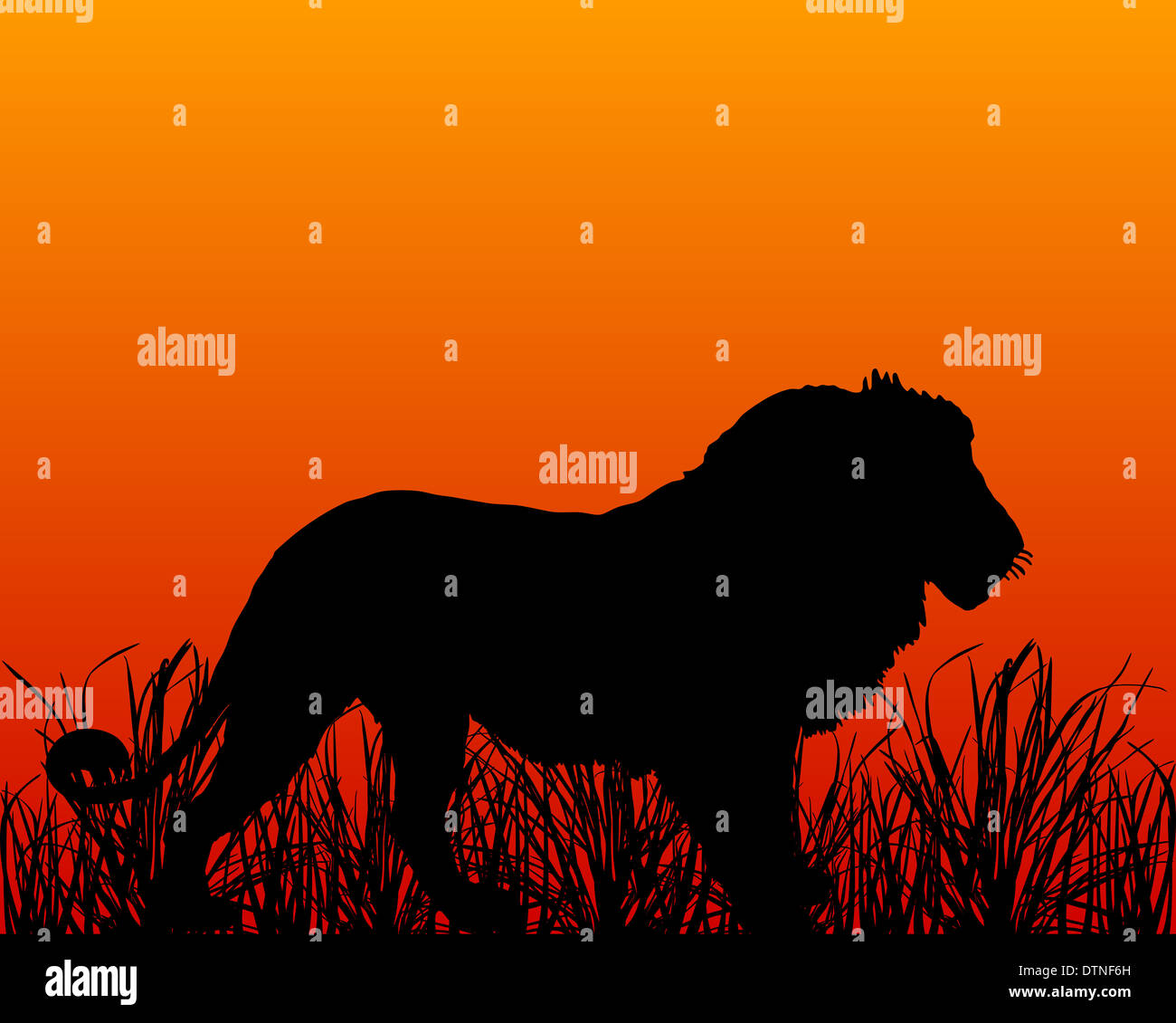Sunset in savanna with lion Stock Photo - Alamy