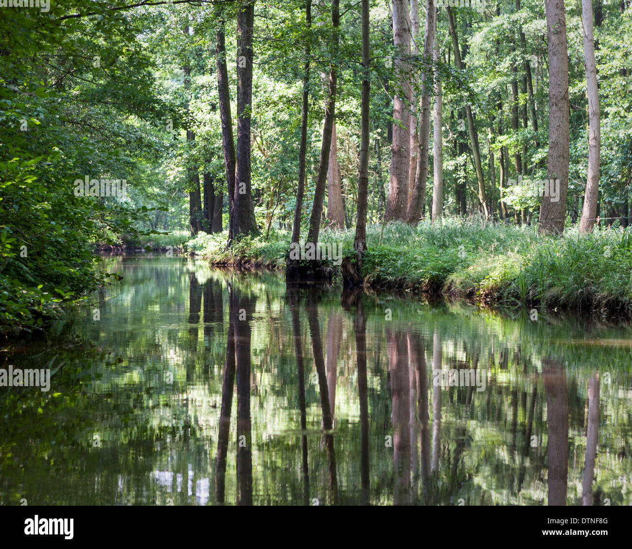 Beautiful landscape view of trees, forest and irrigation canal in the ...