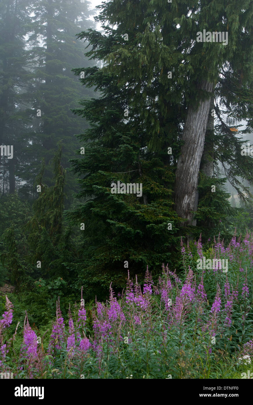 Temperate Rainforest Fireweed