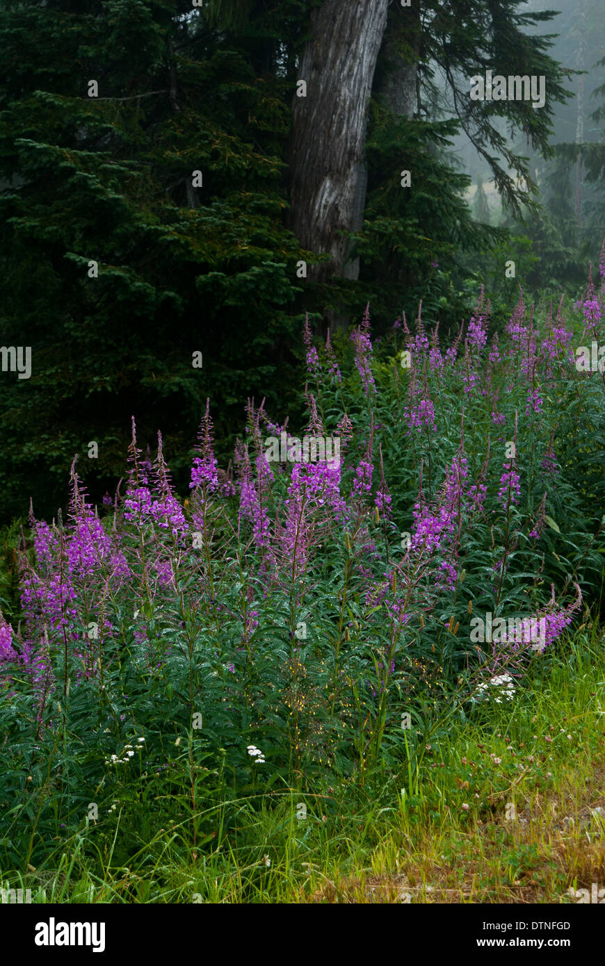 Pink fireweed in a temperate rain forest on the west coast in Cypress Provincial Park, British ...