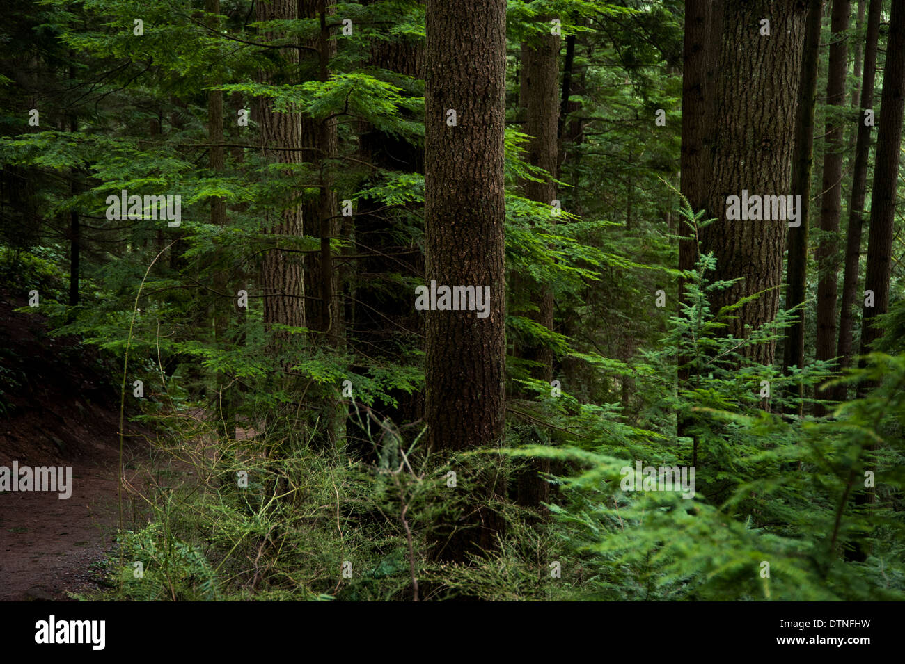 West coast rain forest hi-res stock photography and images - Alamy