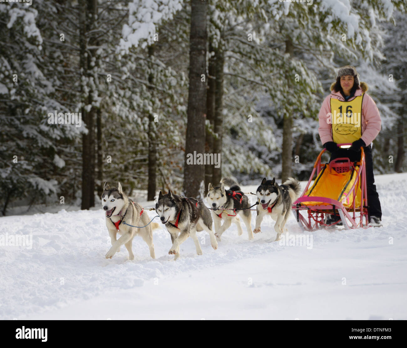Young female musher in pink with four Huskies in a dogsled race event ...