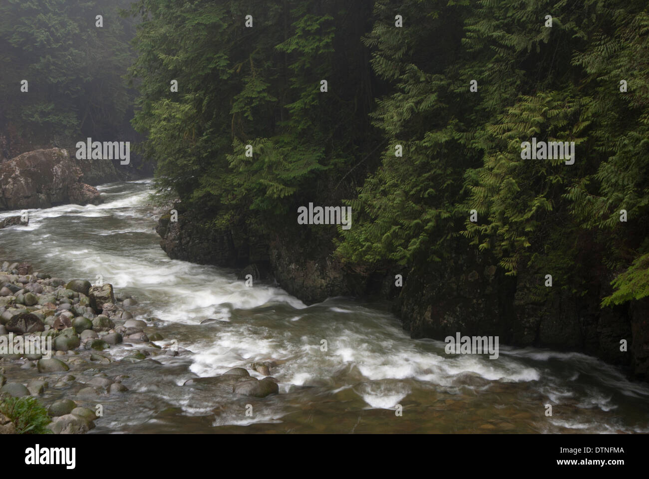 Rain forest and Capilano River in Capilano Regional Park, North ...