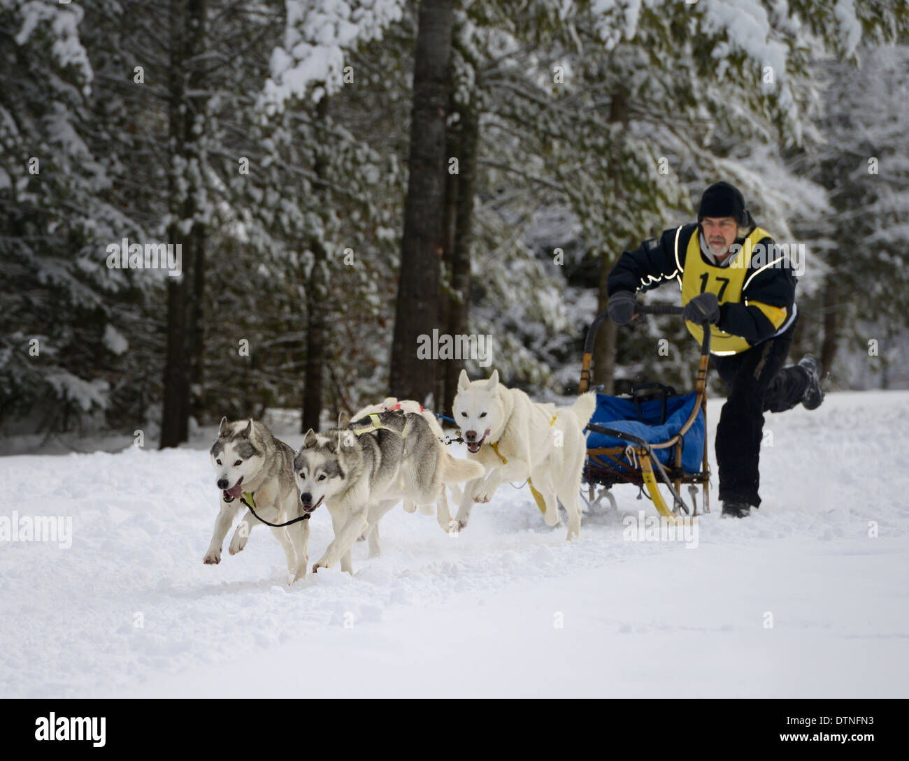 Working sled dog hi-res stock photography and images - Alamy