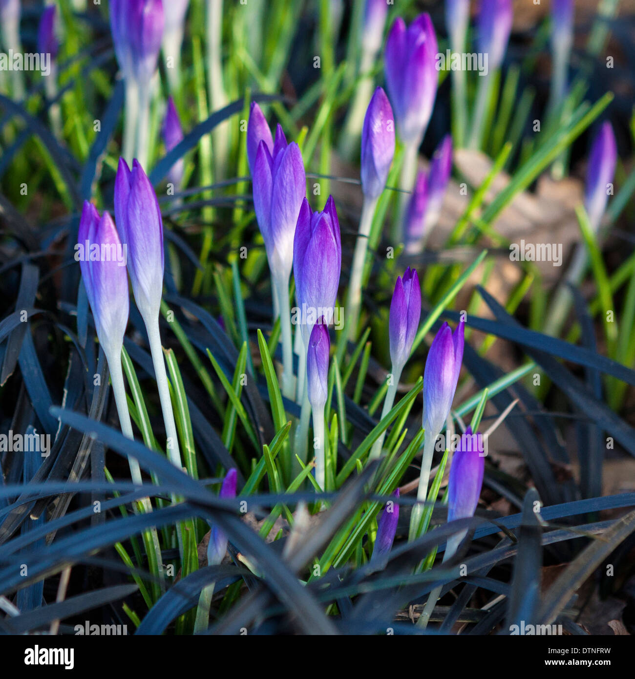 Crocus buds in Spring at Kew Botanic Gardens, London, UK Stock Photo ...