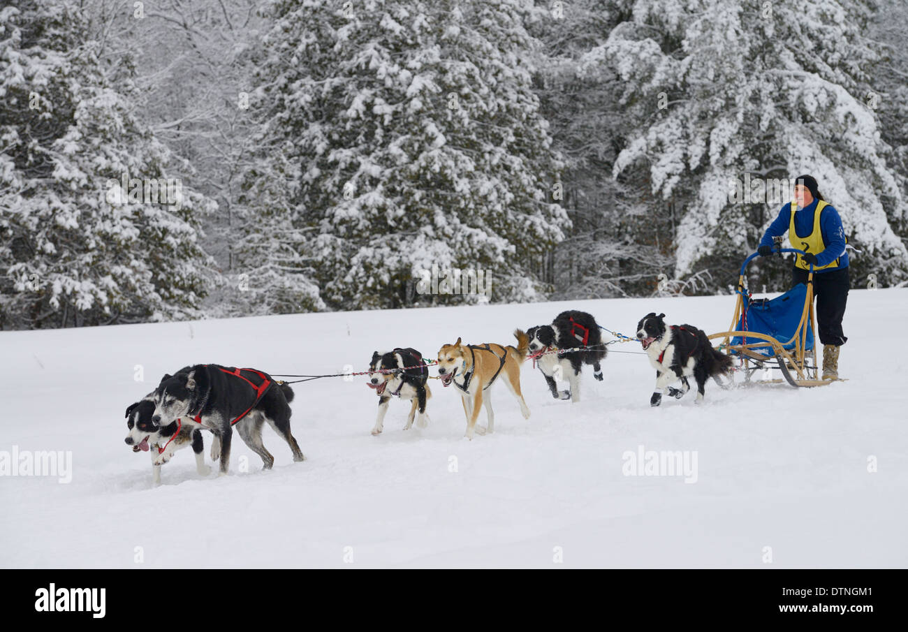 Sled and dog team hi-res stock photography and images - Alamy