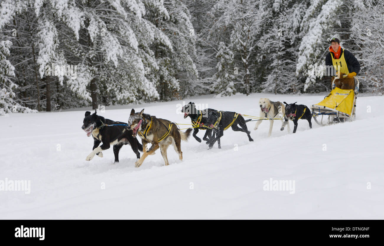 Musher team hi-res stock photography and images - Alamy