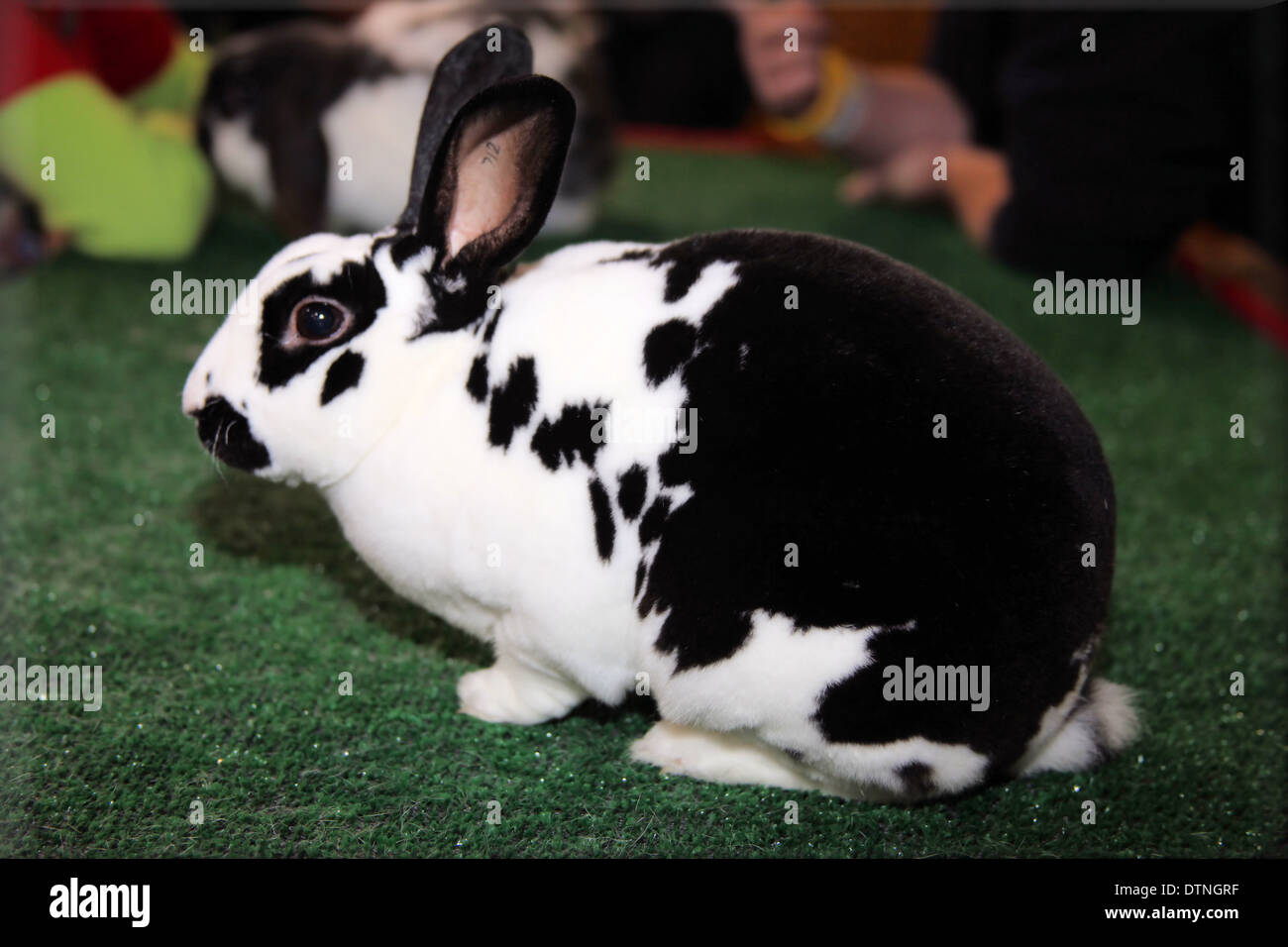 Black and white rabbit hi-res stock photography and images - Alamy