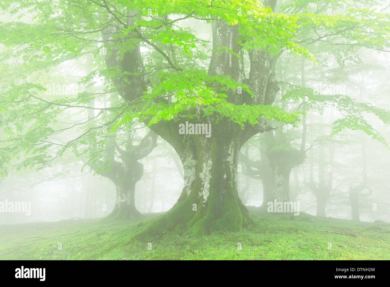 Fog and trees hi-res stock photography and images - Alamy