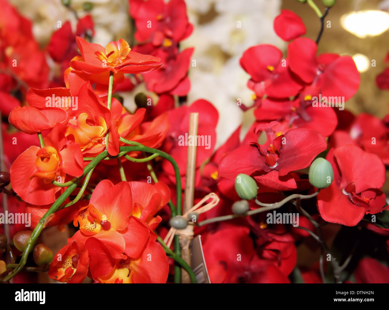 Red orchids hi-res stock photography and images - Alamy