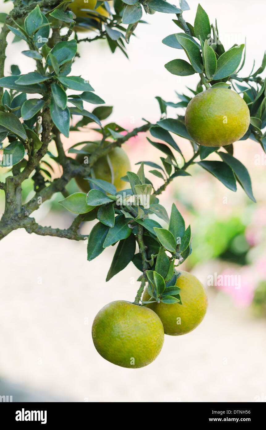 branch orange tree fruits with green leaves in sunlight Stock Photo - Alamy