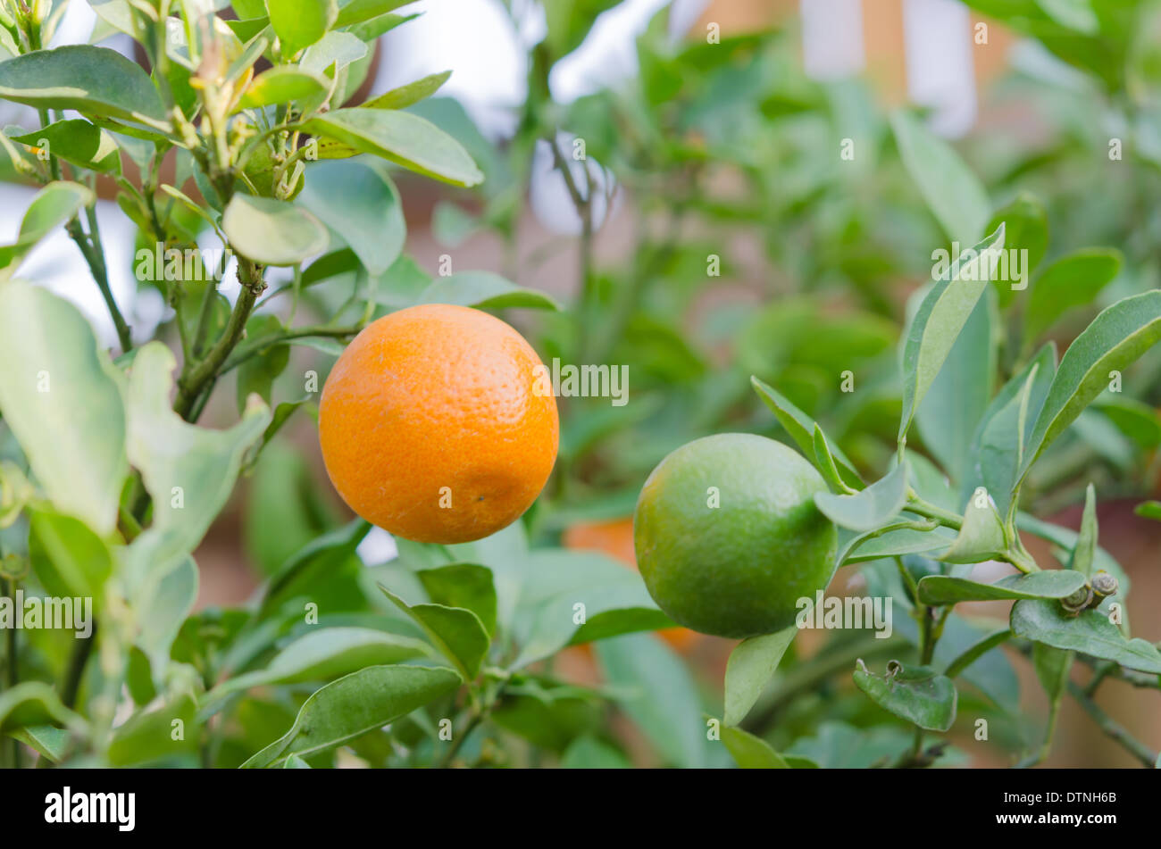 branch orange tree fruits with green leaves in sunlight Stock Photo - Alamy