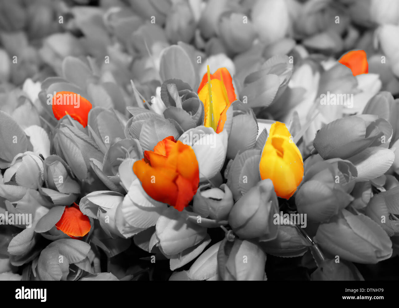 Tulips picture hi-res stock photography and images - Alamy