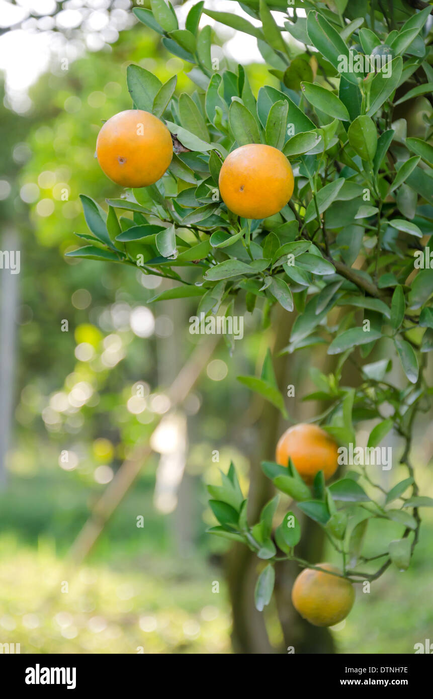branch orange tree fruits with green leaves in sunlight Stock Photo - Alamy