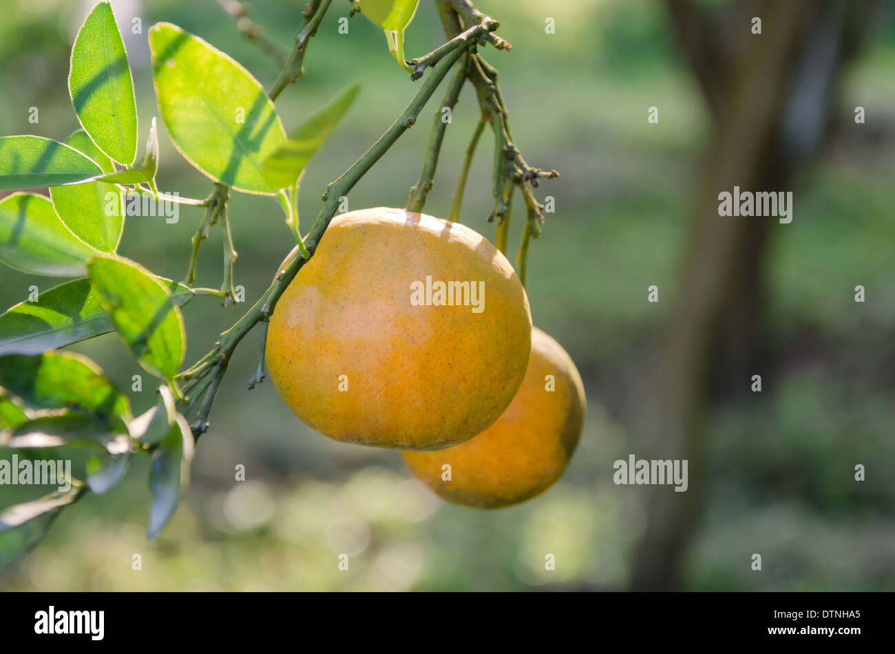 branch orange tree fruits with green leaves in sunlight Stock Photo - Alamy
