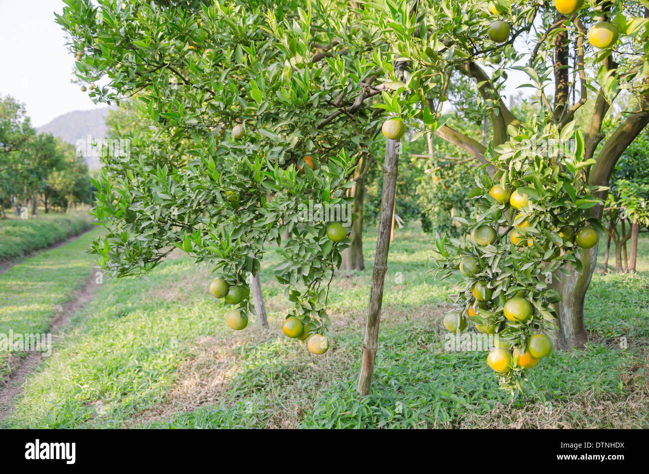 branch orange tree fruits with green leaves in sunlight Stock Photo - Alamy