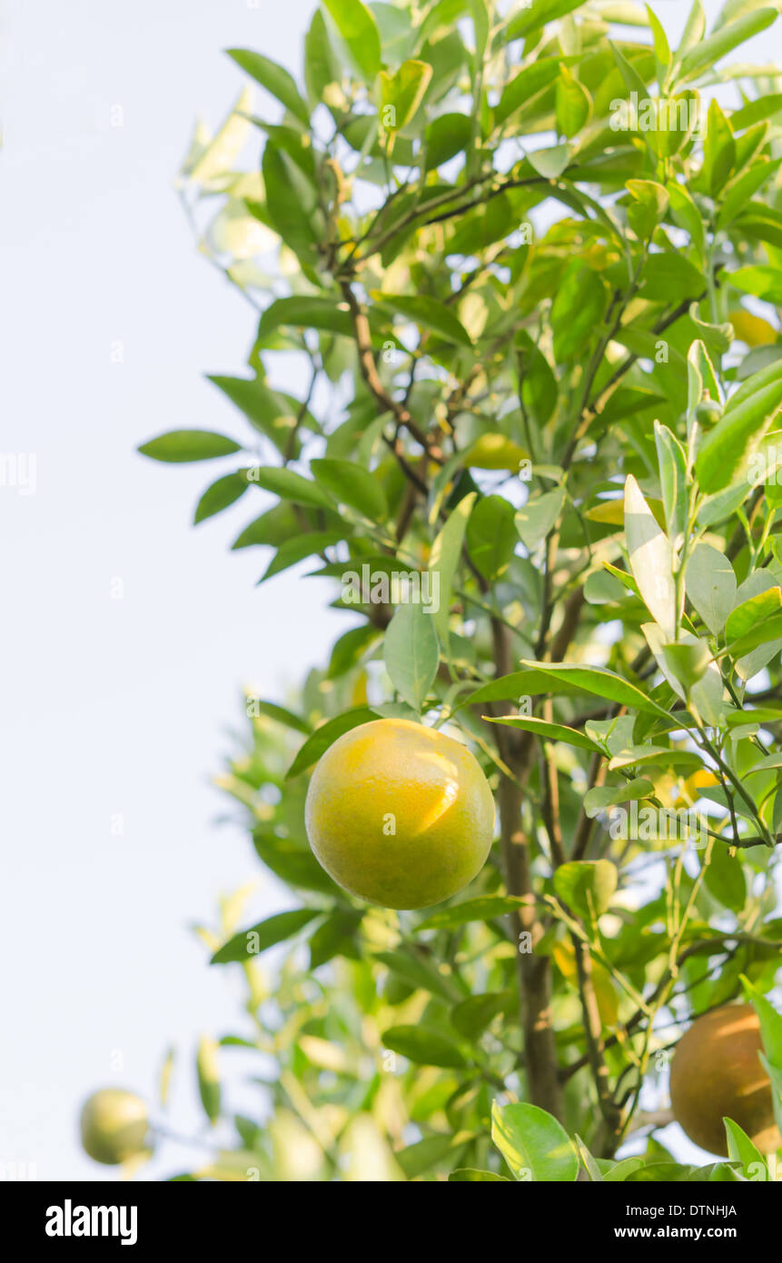 branch orange tree fruits with green leaves in sunlight Stock Photo - Alamy