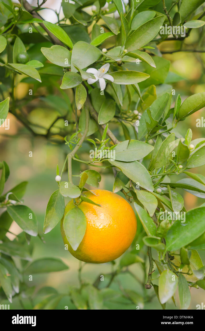 branch orange tree fruits with green leaves in sunlight Stock Photo - Alamy