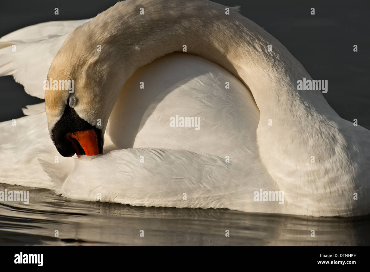 Swan rock hi-res stock photography and images - Alamy