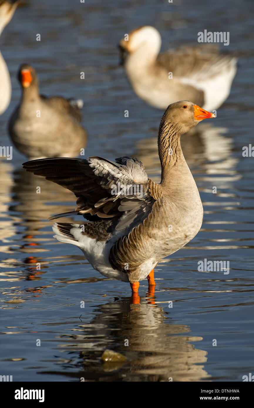 Chinese Goose Breed High Resolution Stock Photography and Images - Alamy